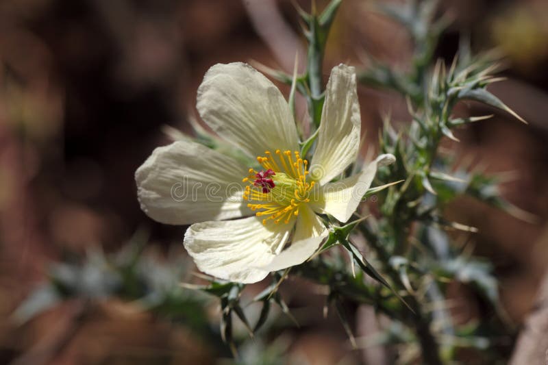 Bloem Van Mexicaanse Calabash Of Jicaro, Morrito Of Winged Calabash ...
