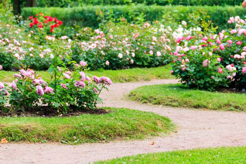 Bloembedden Met Rozenstruiken in Siertuinen Stock Foto - Image of ...