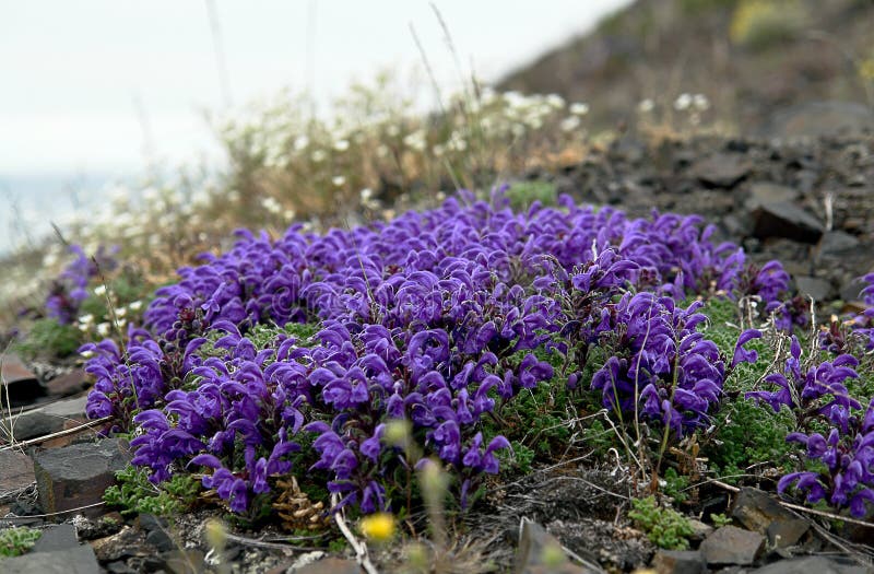 Bloemen Pedicularis in De Toendra Stock Afbeelding - Image of purper ...