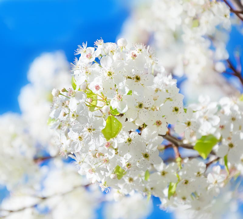 Lente - Witte Kersen Bloesems in De Groene Tuin Stock Foto - Image of ...