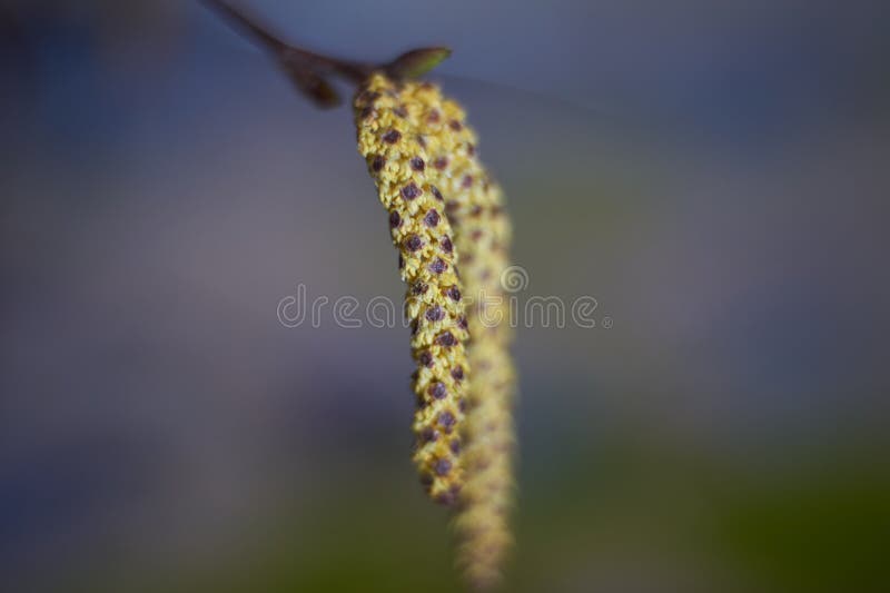 Bloemen Van De Zwarte Els in Close-up Stock Afbeelding - Image of ...