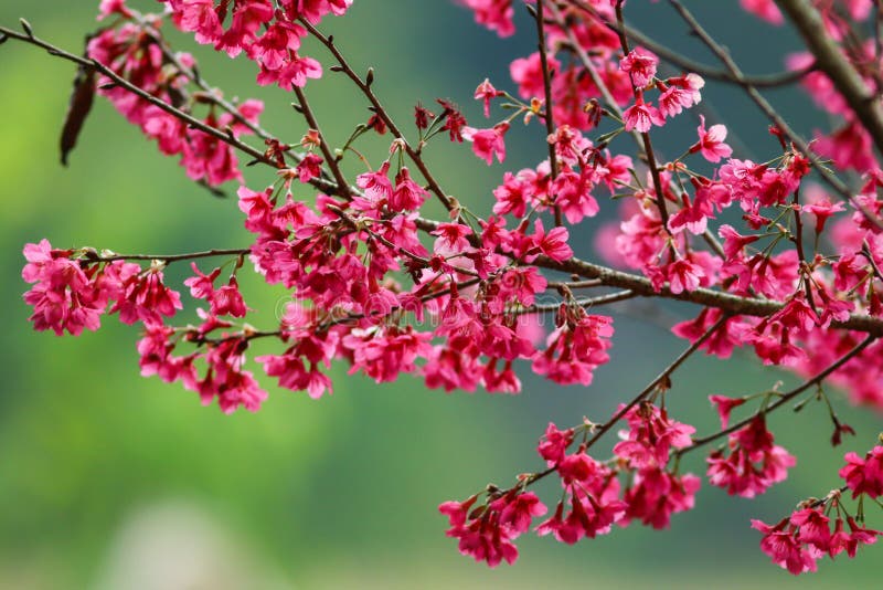 Bloemen, Wilde Himalayan-Kers, Boom Stock Afbeelding - Image of nave ...