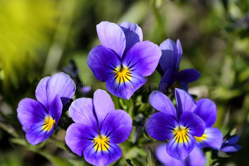 Bloemenachtergrond Met Wilde Viooltjes Stock Foto - Image of gebied ...