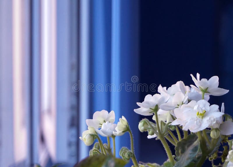 Overvallen in Een Pot Op Het Raam Stock Foto - Image of textiel ...