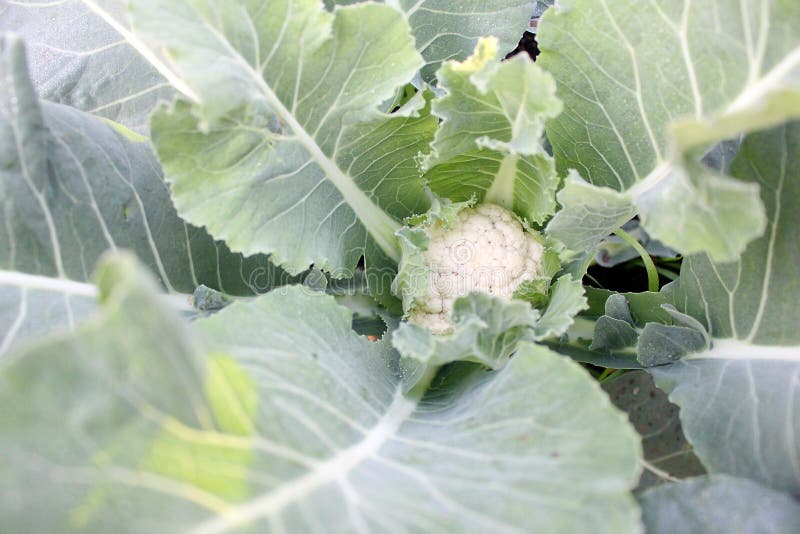 Bloemkool stock afbeelding. Image of landbouwer, punten - 103029779