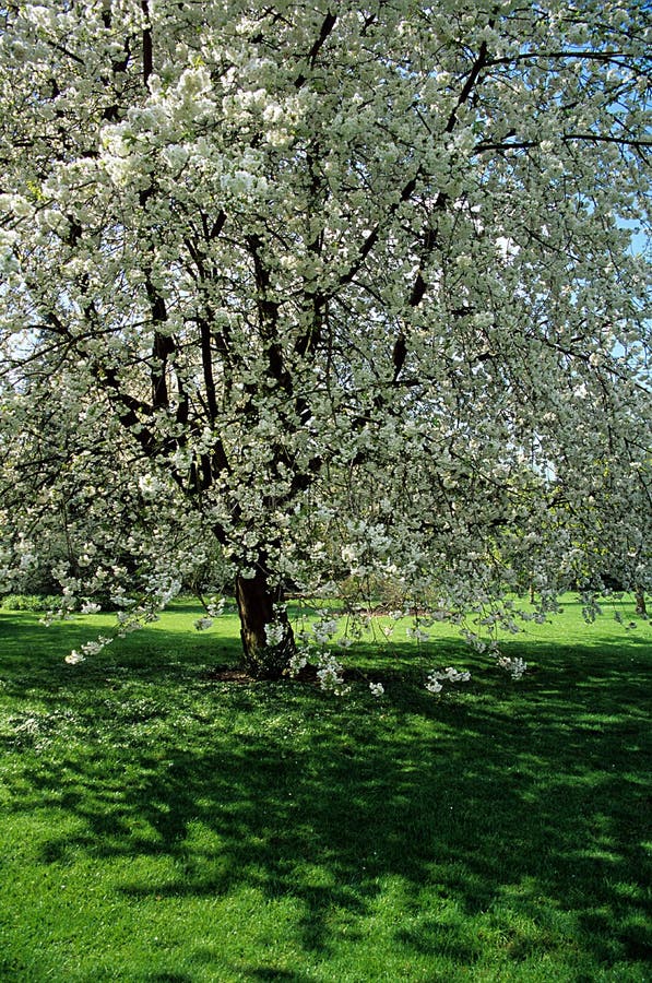 Bloesem op Boom. stock foto. Image of bloem, verticaal - 234808