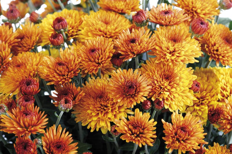 Bloesems Van Chrysant Met Bladeren (Chrysantenindicum) Stock Afbeelding ...