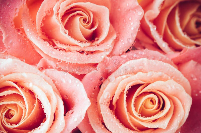 Bakgrundsbild Av Rosa Rosor Arkivfoto - Bild av kväva, nytt: 37511184