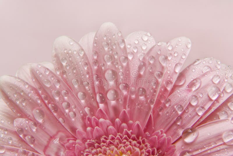 Blom- blomma för bakgrund fotografering för bildbyråer. Bild av färg ...