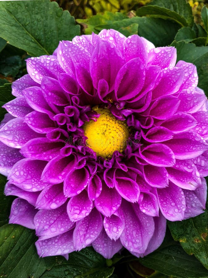 Blomma fotografering för bildbyråer. Bild av botanisk - 126397779