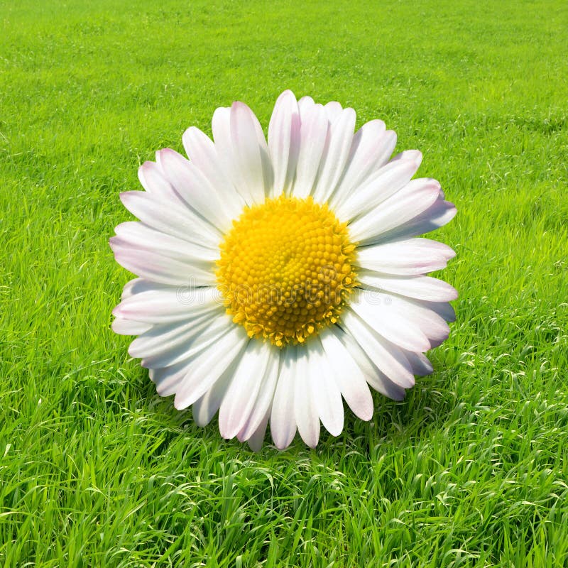 Blomma arkivfoto. Bild av gräs, tusensköna, grön, stänga - 24055332