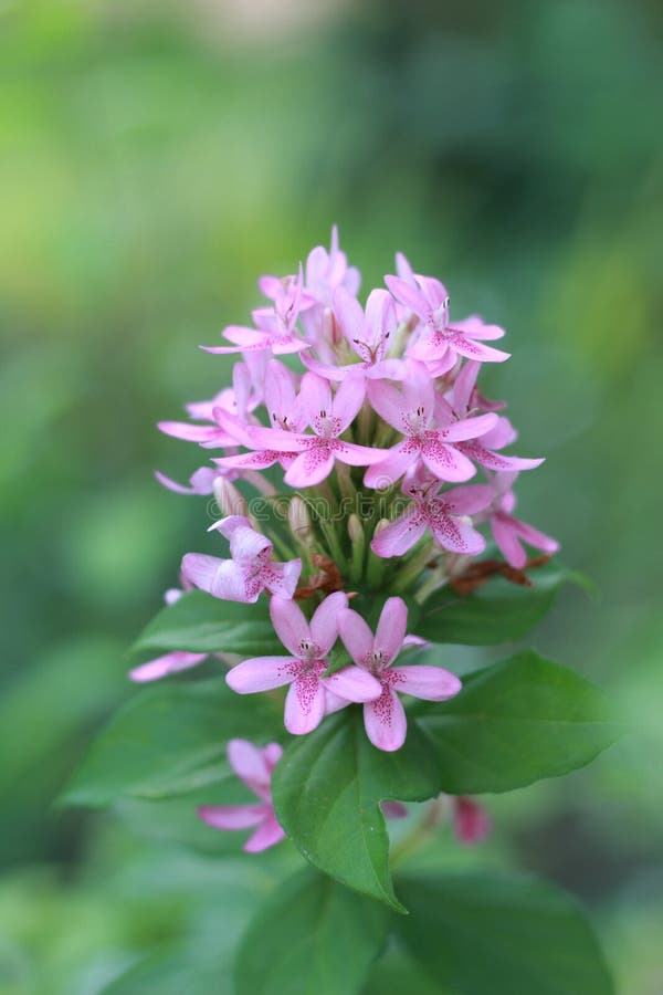 Blomma fotografering för bildbyråer. Bild av blad, naturligt - 42272305