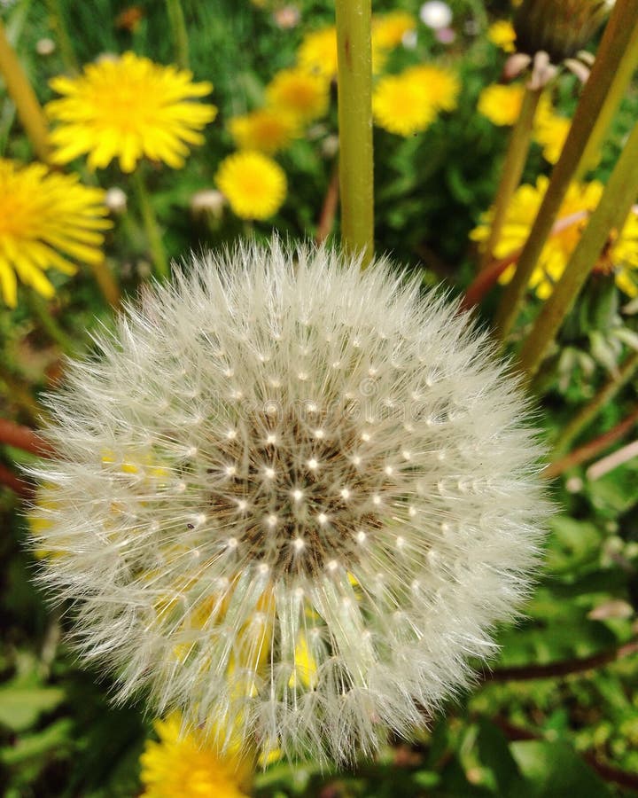 Blomma arkivfoto. Bild av golv, grön, natur, maskros - 70137536