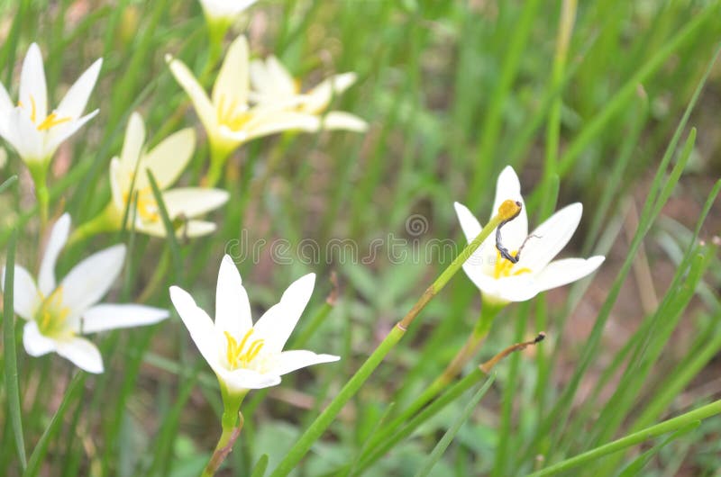 Blomma fotografering för bildbyråer. Bild av härlig, växt - 97457845