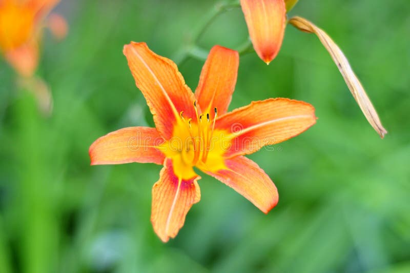 Blomma Av Den Orange Kungliga Liljan Fotografering för Bildbyråer ...