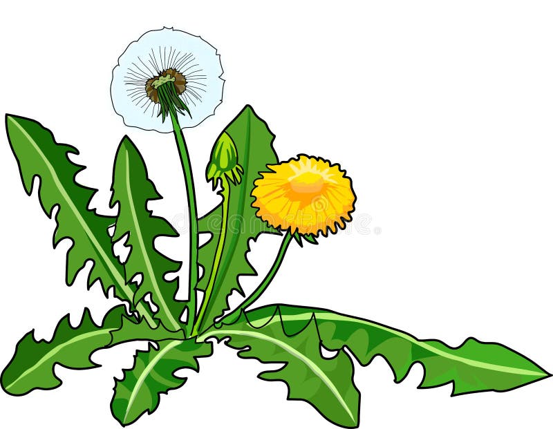 Blomma en maskros stock illustrationer. Illustration av illustration ...