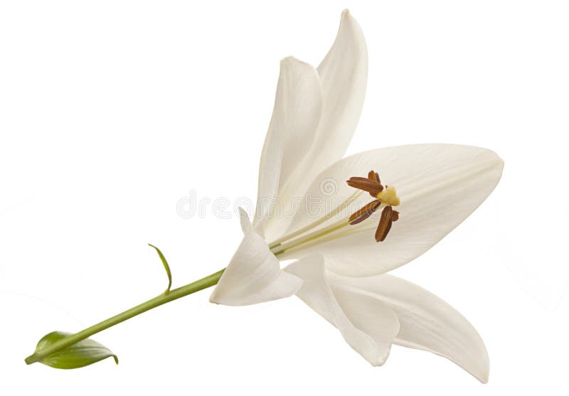 Blomma för vit lilja fotografering för bildbyråer. Bild av friskhet ...