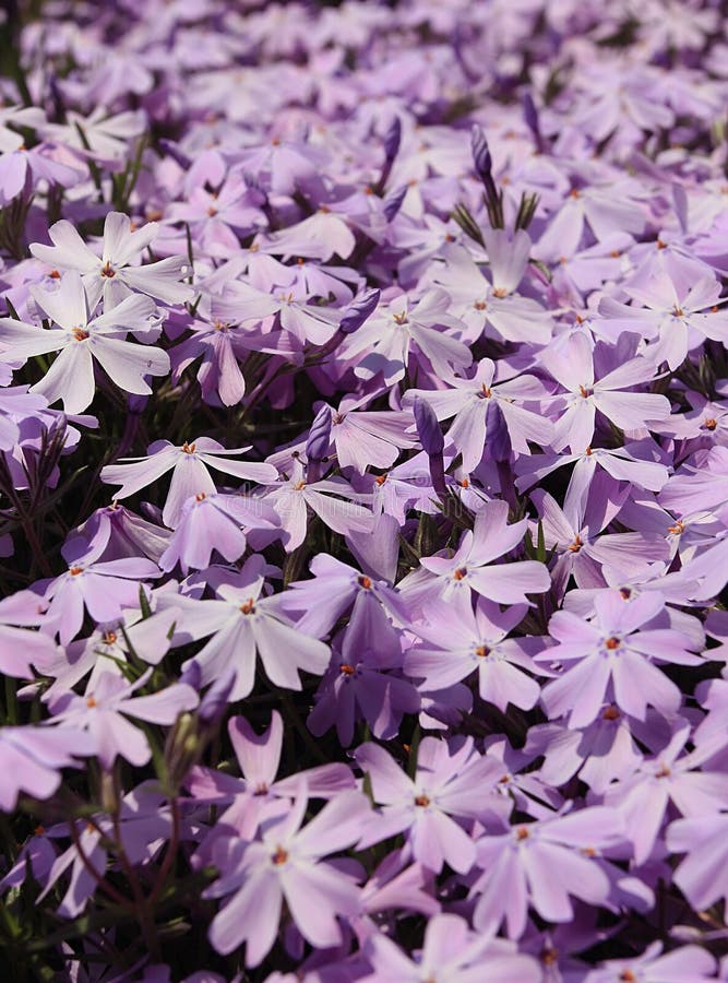 Krypa floxgodisbandet arkivfoto. Bild av droppe, rosa - 126558548