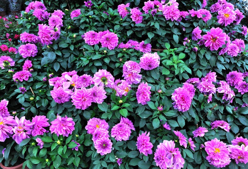 Blomma pion arkivfoto. Bild av blodsugare, stickande - 22714156