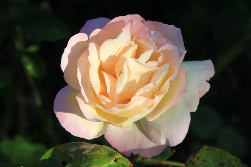 Blomma Ros, Rose Family, Natur Bild. Bild: 100772484