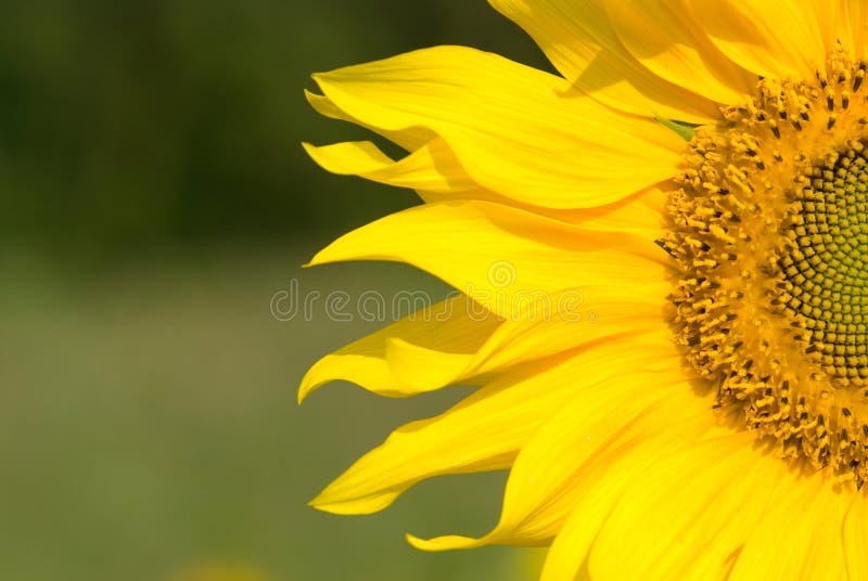 Solros fotografering för bildbyråer. Bild av petaler - 24707097