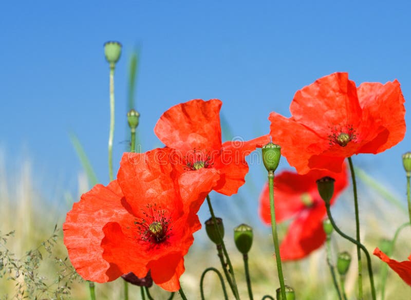 Blomma vallmo arkivfoto. Bild av blomma, rött, vallmo - 5406104