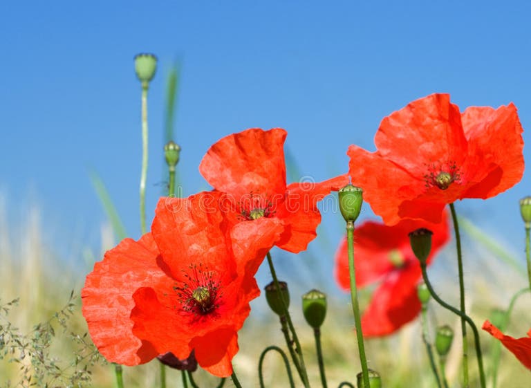 Blomma vallmo arkivfoto. Bild av blomma, rött, vallmo - 5406104