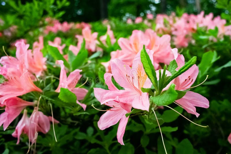 Blommande Buskar För Rhododendron Fotografering för Bildbyråer - Bild ...