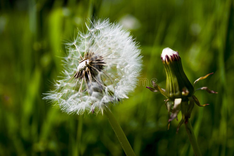 Blommande Maskros Och Knopp Fotografering för Bildbyråer - Bild av ört ...