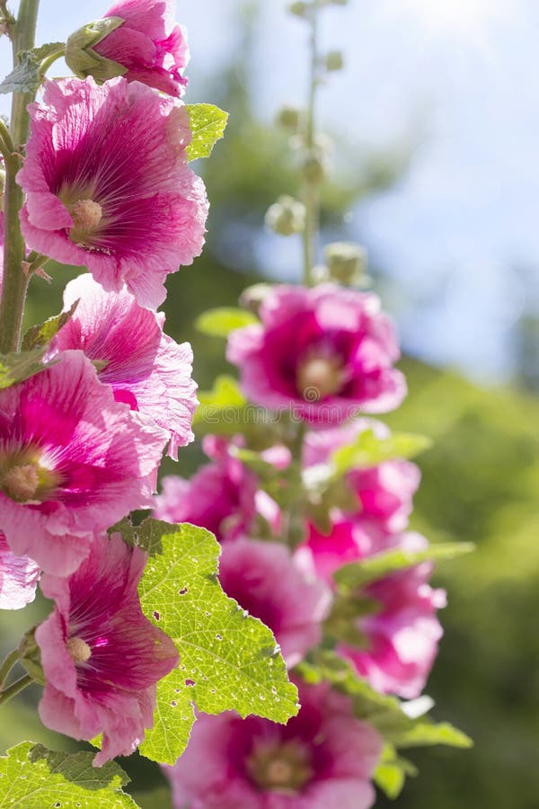 Blommande rosa stockros arkivfoto. Bild av huvud, glamoröst - 42127418