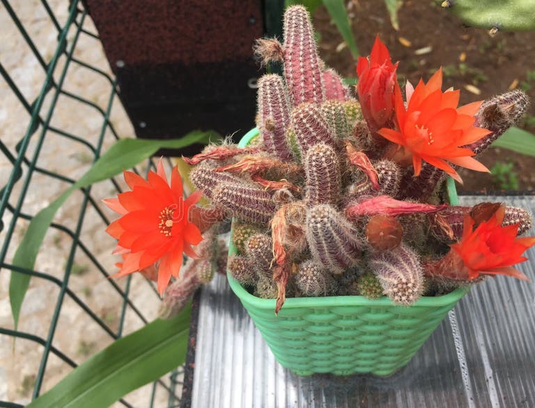 Blommande tagg arkivfoto. Bild av rött, blomstrande - 114148948