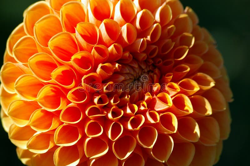 Orange blomma arkivfoto. Bild av nytt, cirkel, utomhus - 100854236