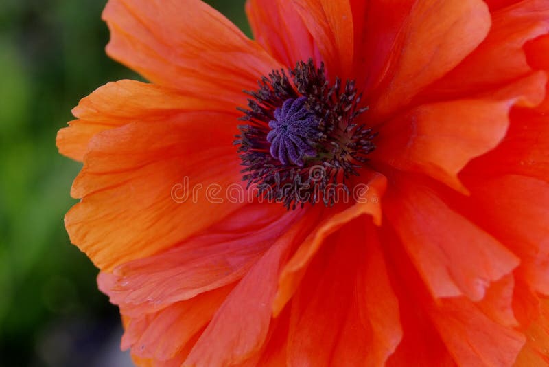 Orange vallmo fotografering för bildbyråer. Bild av orange - 52274373