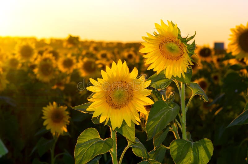 Solrosor arkivfoto. Bild av blomma, fält, botanisk, sommar - 34785488