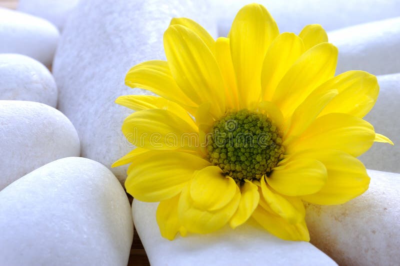 Blommayellow arkivfoto. Bild av doft, ordnings, hälsa - 10869002