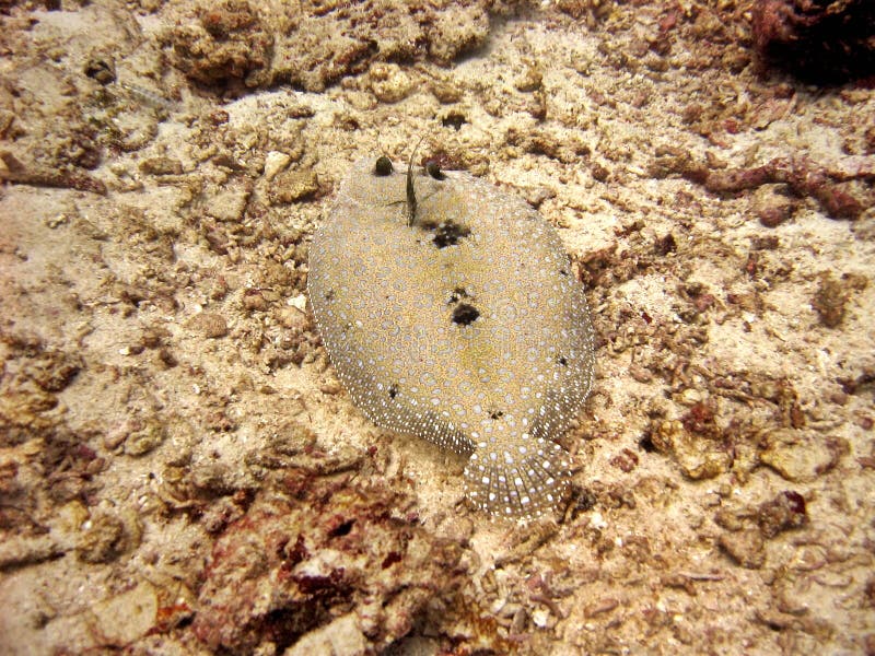 Blommig Flundra arkivfoto. Bild av vattenlevande, kusligt - 391124