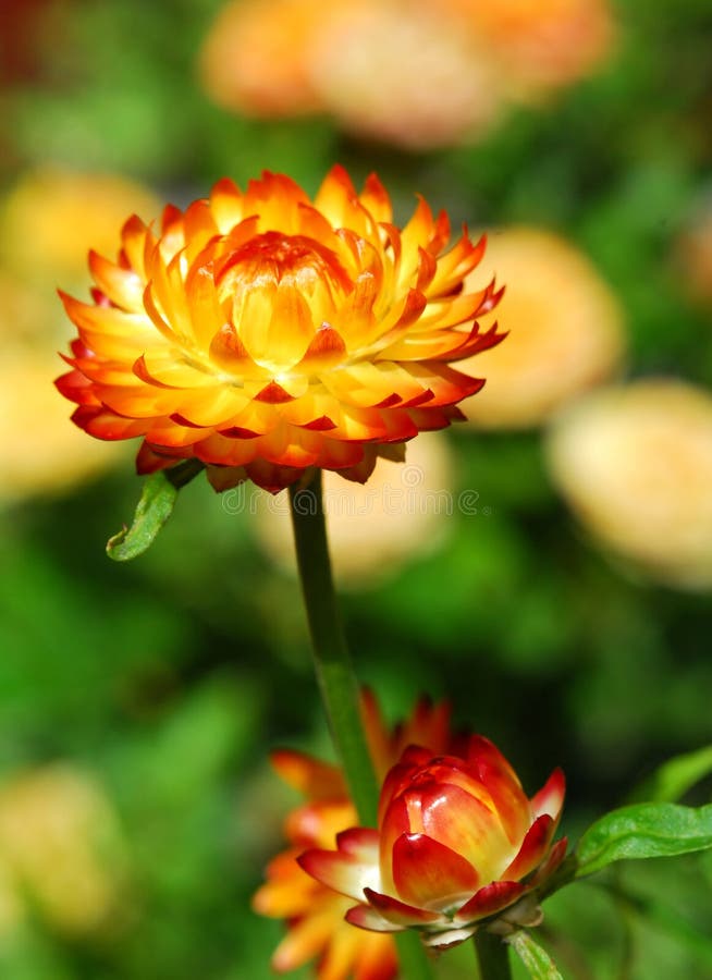 Blommor arkivfoto. Bild av blom, doft, natur, naturligt - 2816022