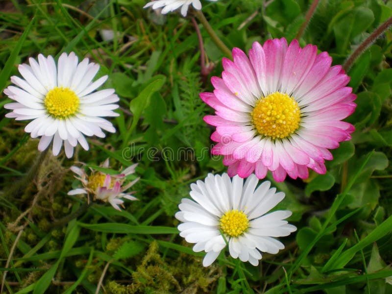 Blommor arkivfoto. Bild av maskros, blommor, vitt, tusensköna - 5009100
