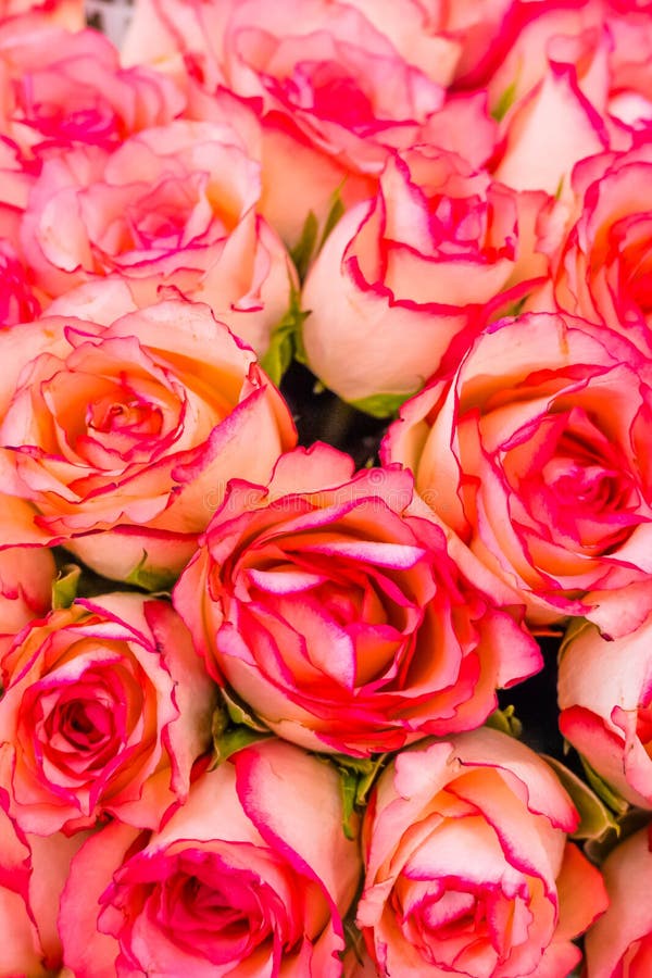 Bakgrundsbild Av Rosa Rosor Fotografering för Bildbyråer - Bild av ...