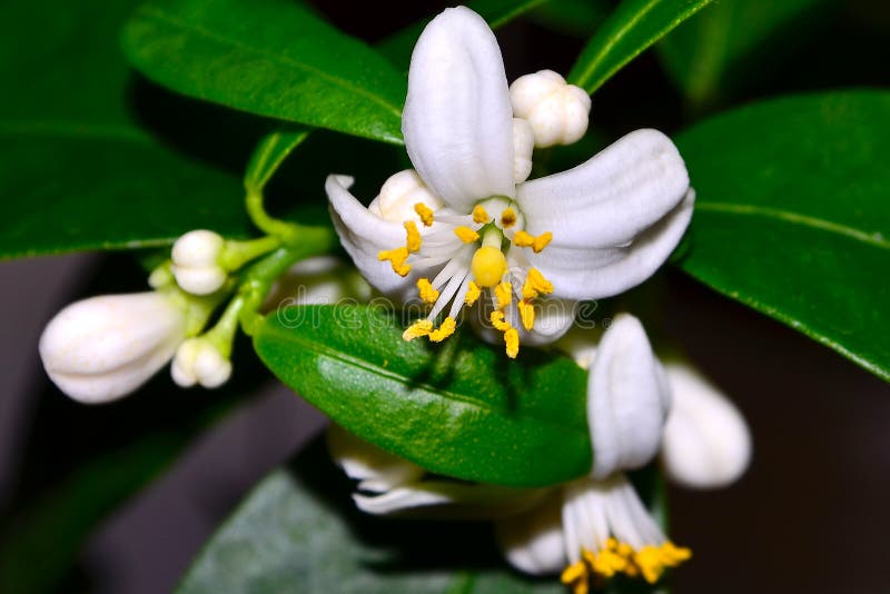 396 Rund Buske Foton - Gratis och royaltyfria stockfoton från Dreamstime