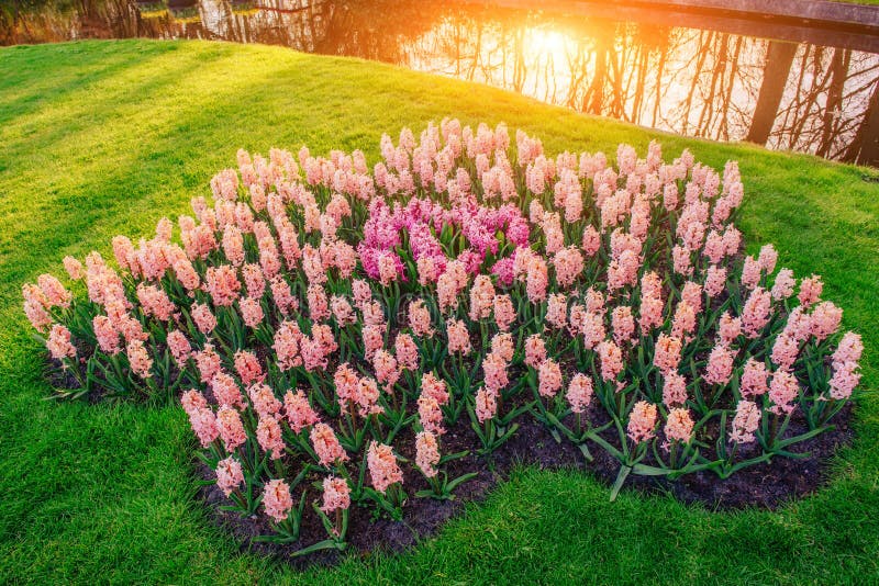 Blomrabatt materielbilder - royalty för nedladdning 149 frigör foto