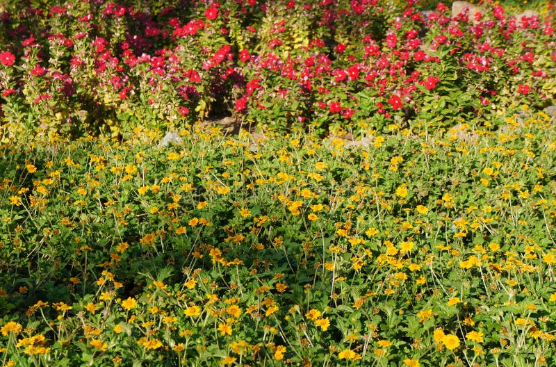 Blomrabatt materielbilder - royalty för nedladdning 149 frigör foto