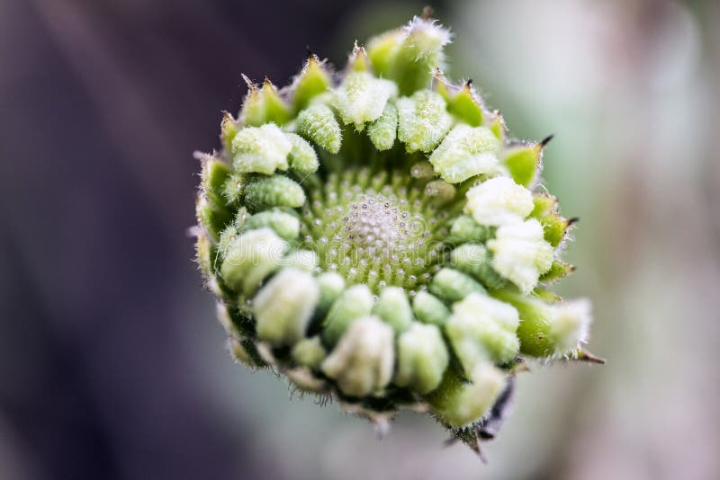Blomstra blomma arkivfoto. Bild av bestämt, oskarpa, blomkronor - 71971208