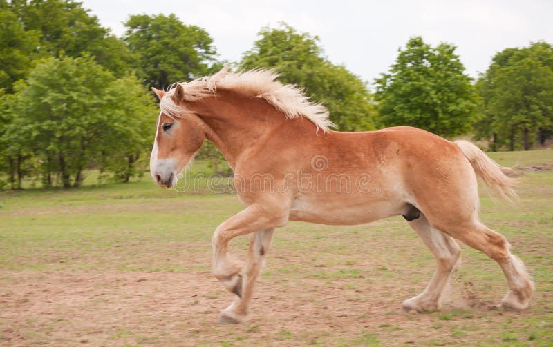 Blond Belgian Draft Horse Galloping Stock Photo - Image: 45327284