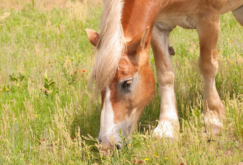 Blond Belgian Draft Horse Galloping Stock Photo - Image of galloping ...