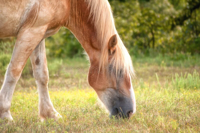 Blond Belgian Draft Horse Galloping Stock Photo - Image of galloping ...