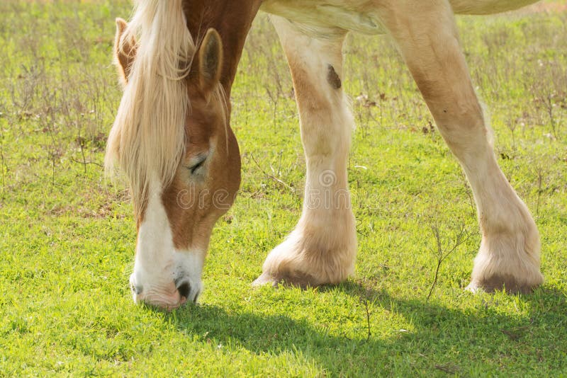 Blond Belgian Draft Horse Galloping Stock Photo - Image of galloping ...