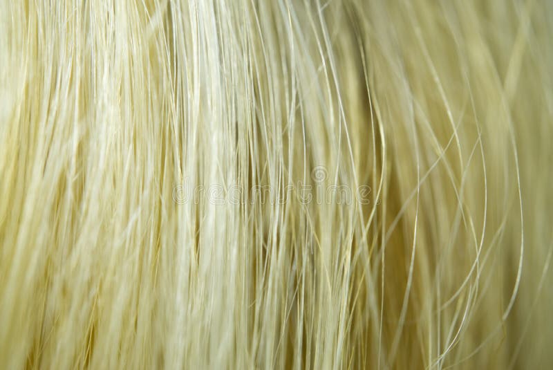 Blond Hair Macro in Full Frame Stock Photo - Image of full, texture ...