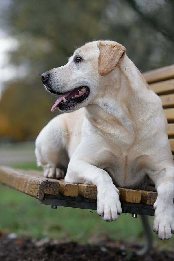 Proud Labrador Retriever stock photo. Image of vertical - 12970588