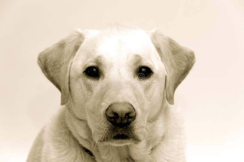 Blond Labrador stock photo. Image of friend, studio, posing - 42915162